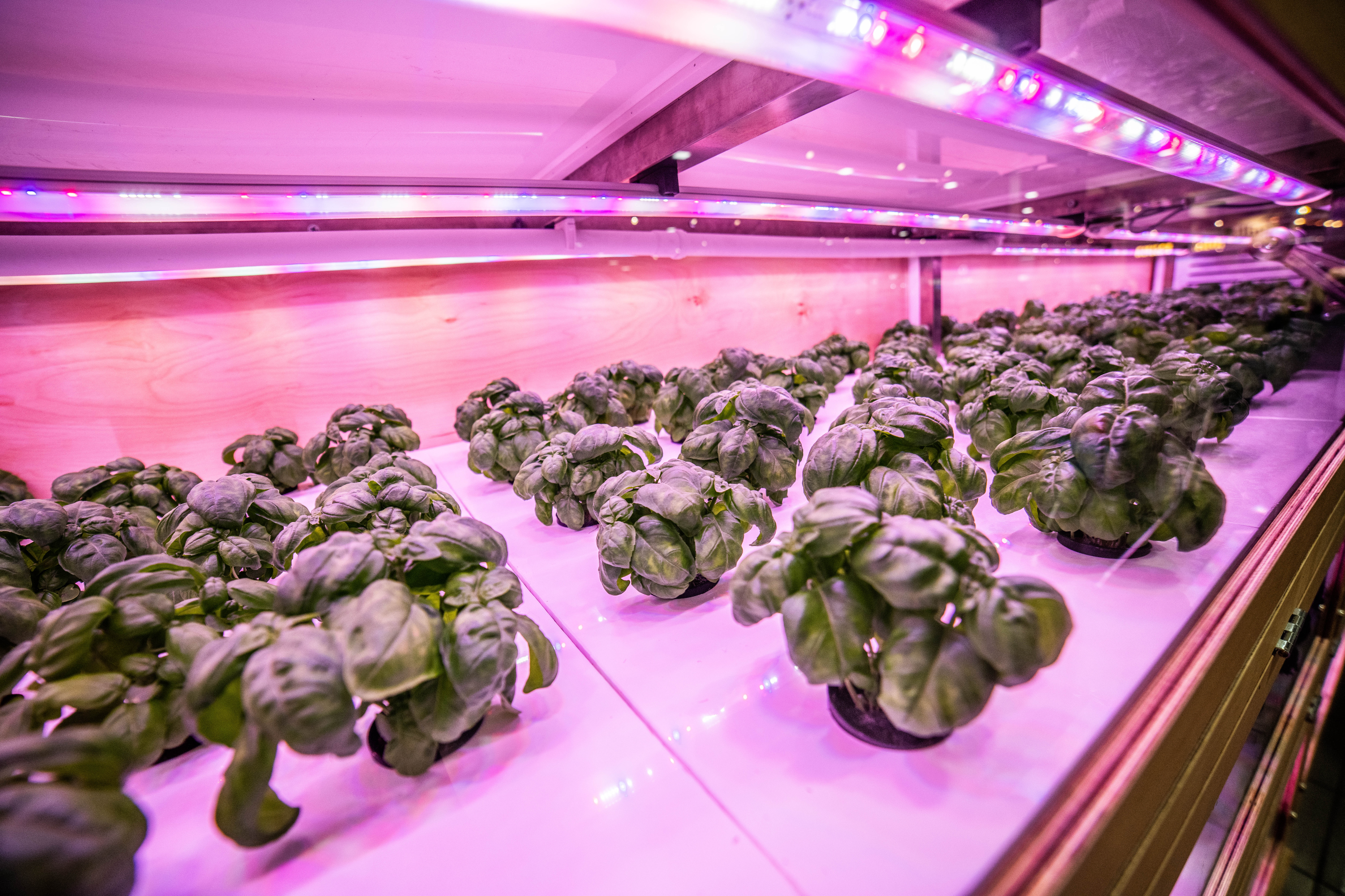 Albert tests hydroponic system directly in-store